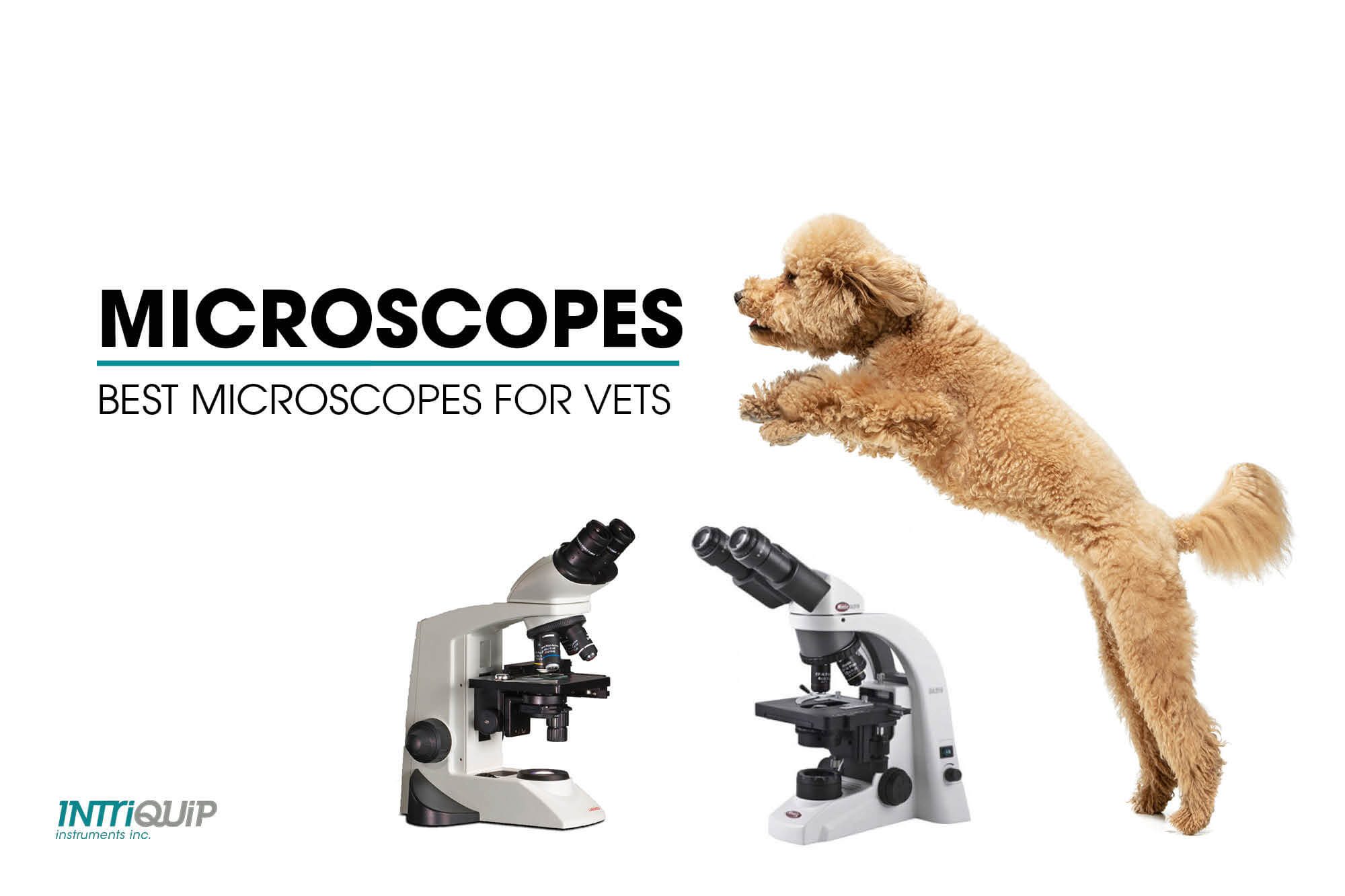 The Best Microscopes for Veterinary Use | Intriquip